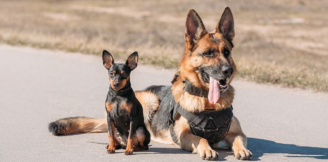 ¿Qué es la rabia? Conoce más sobre esta enfermedad